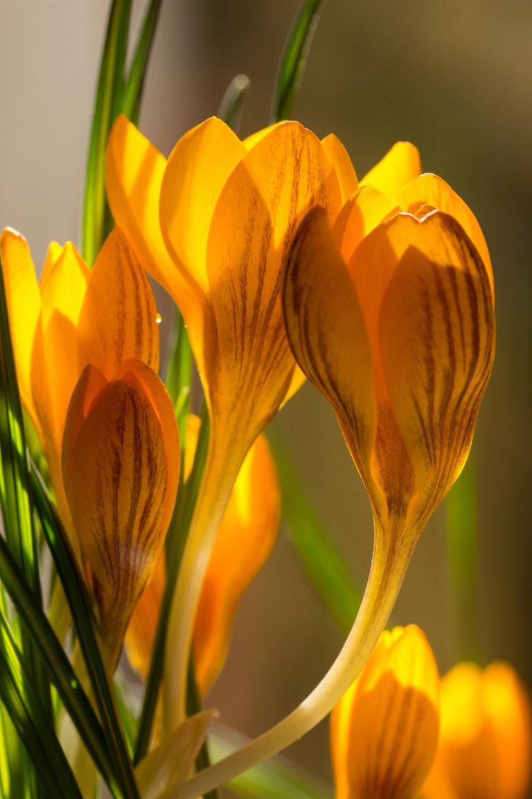 When and how to plant crocus bulbs for colourful spring displays ...