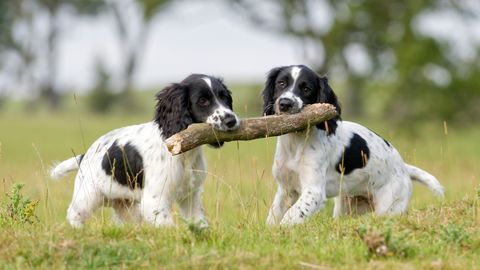 Can dogs eat sticks? Vet talks risks, alternatives, & prevention ...