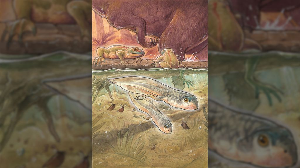 Oldest tadpole on record was a Jurassic giant | Live Science