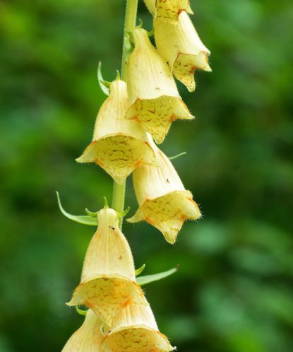Foxglove varieties: 16 options for summer borders | Homes and Gardens