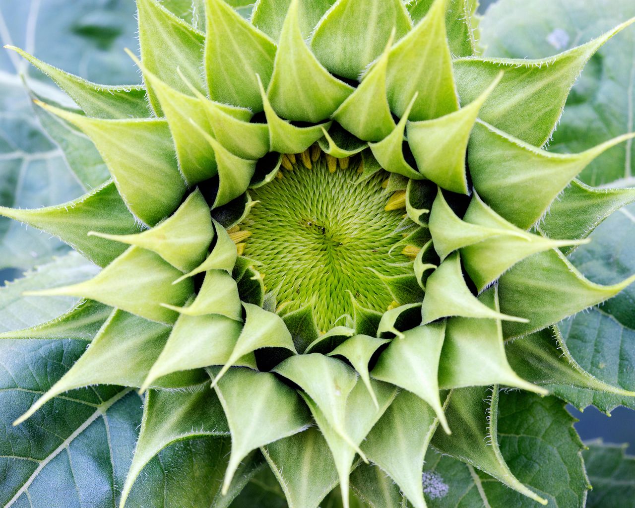 8 Unusual Flowers To Grow In Your Cutting Garden | Gardening Know How