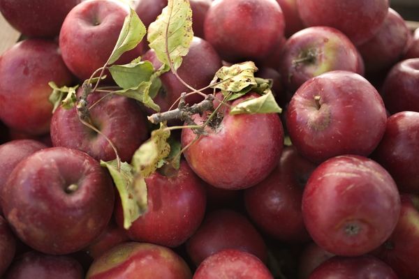 Tips & Information about Apples - Page 3 | Gardening Know How