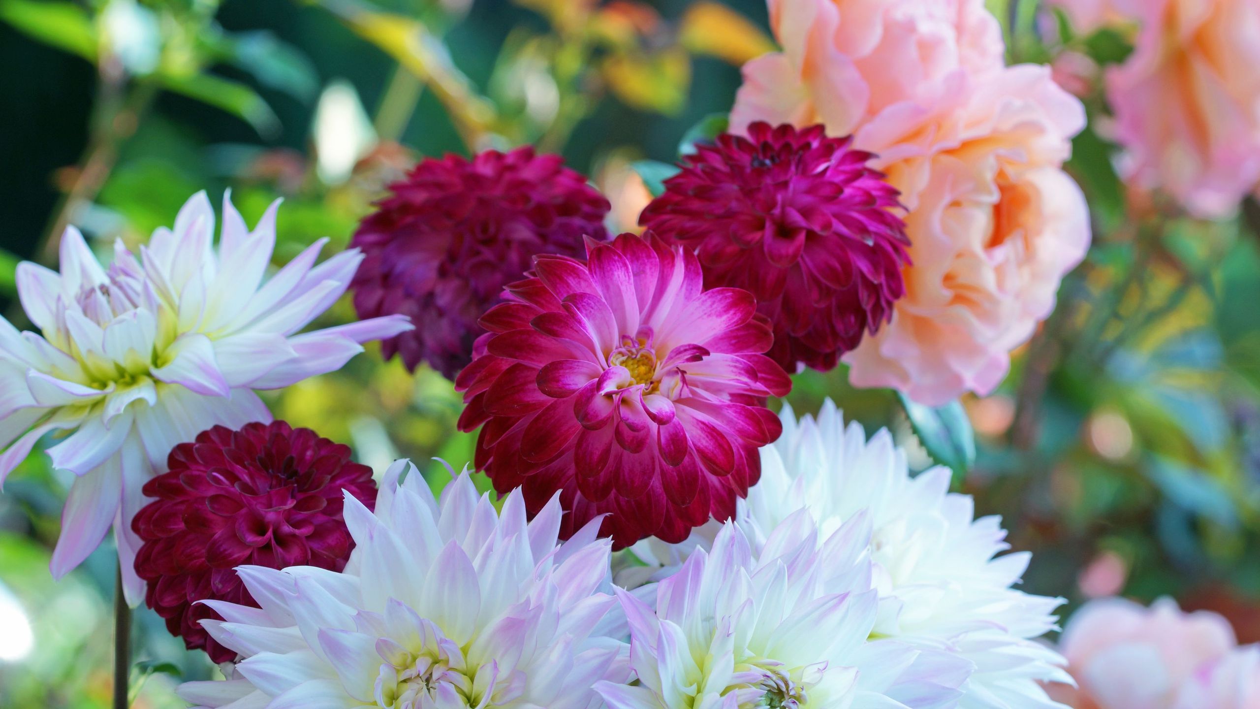 This Flower Is Quietly Replacing Roses, For Good Reason | Gardening ...
