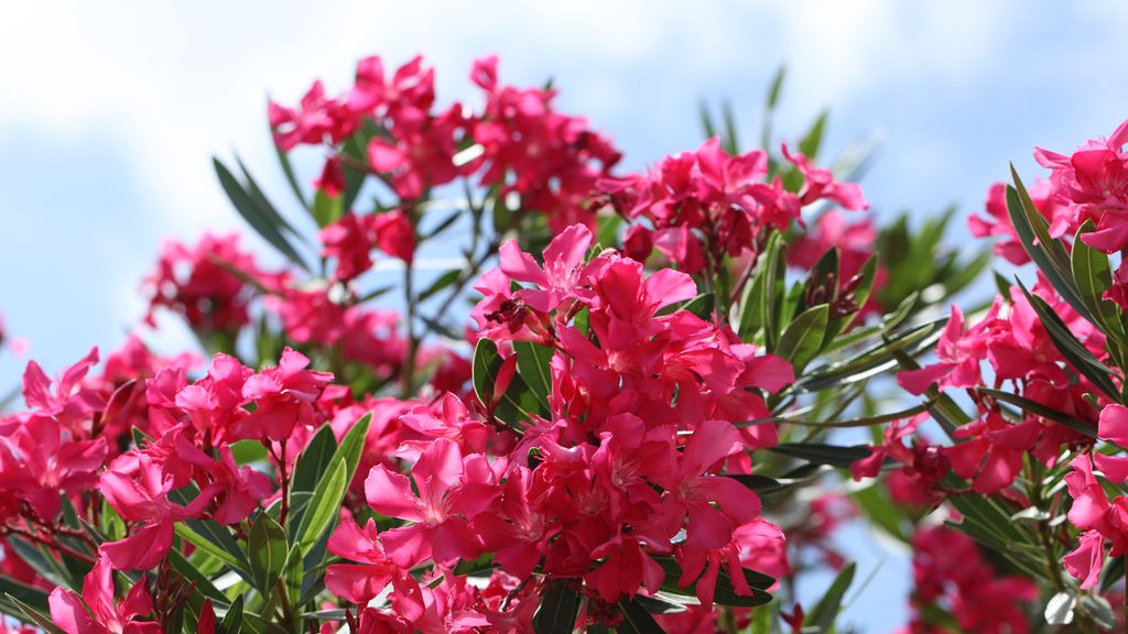 Oleanders growing guide: tips for these flowering shrubs | Gardeningetc