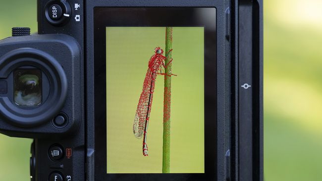 Focus-stack your close-up photos the easy way with Nikon’s Focus Shift ...