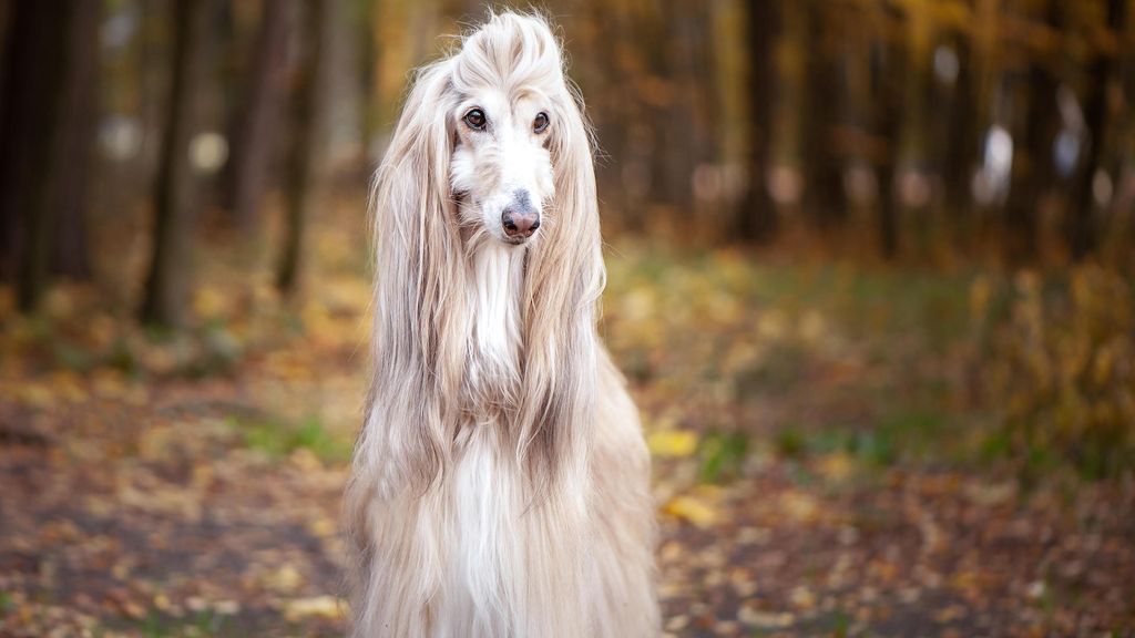 32 longhaired dog breeds that will catch your eye | PetsRadar