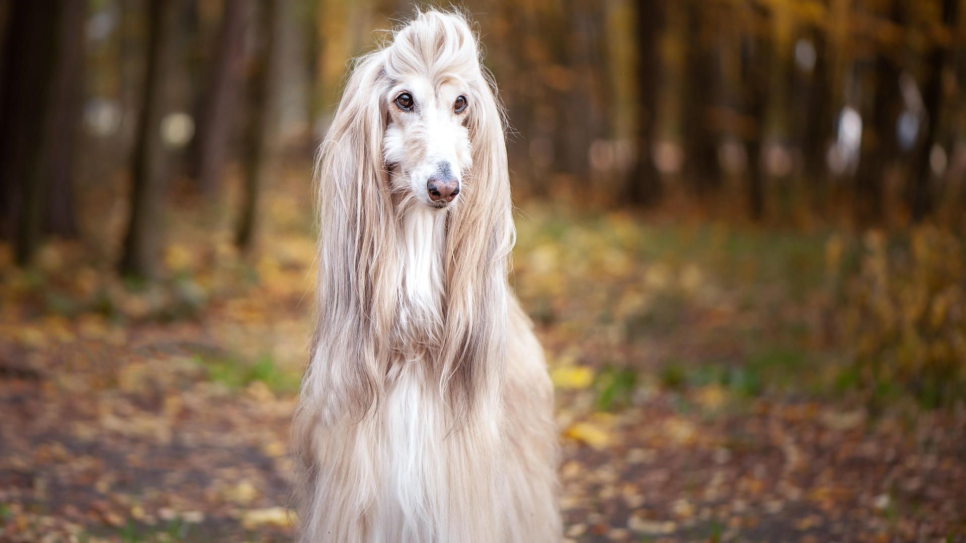32 longhaired dog breeds that will catch your eye | PetsRadar