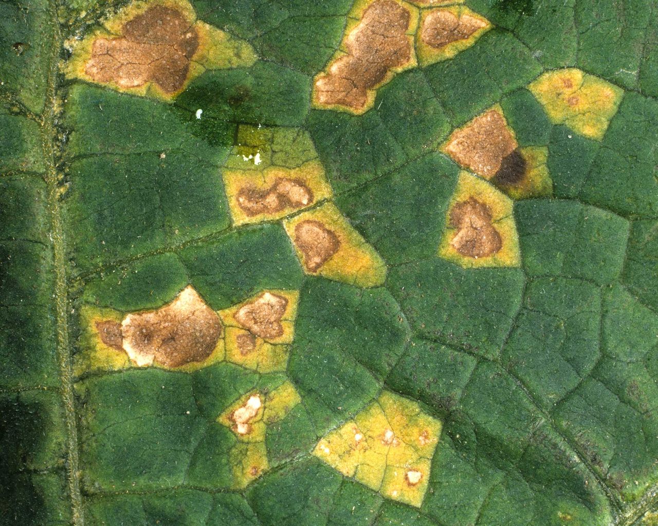 Cucumber diseases and pests: how to tackle 5 common issues | Gardeningetc