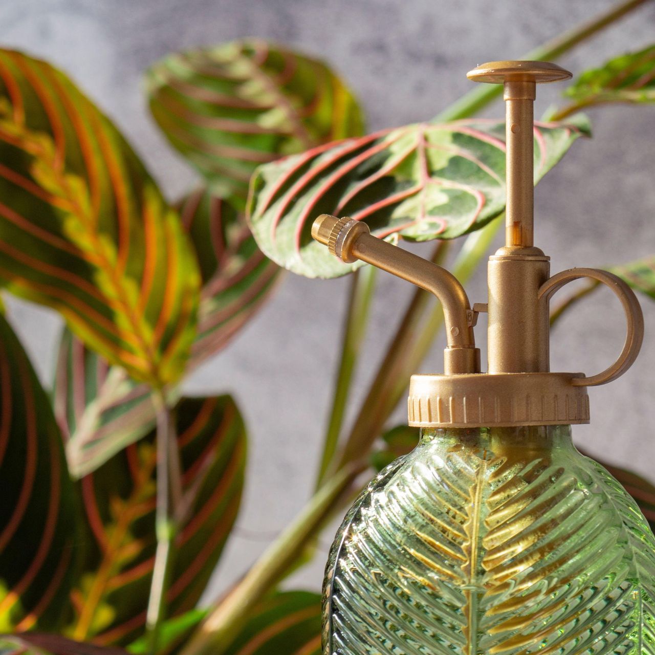 How to care for a prayer plant - the ultimate shade-loving plant ...