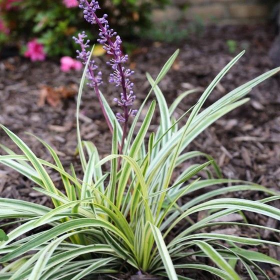 How to grow monkey grass: expert advice | Homes and Gardens