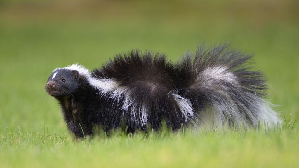 Diagnostic dilemma: Man caught rabies from organ transplant after donor ...
