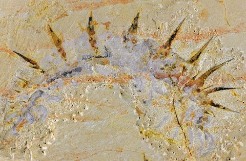 These Bizarre Sea Monsters Once Ruled the Ocean | Live Science