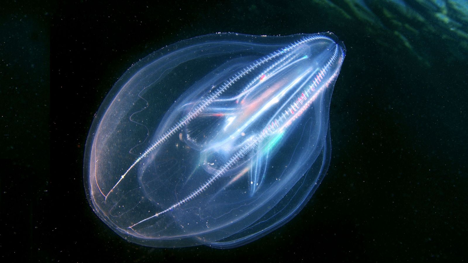 Scientists accidentally find deep-sea 'jelly' creatures merged into ...