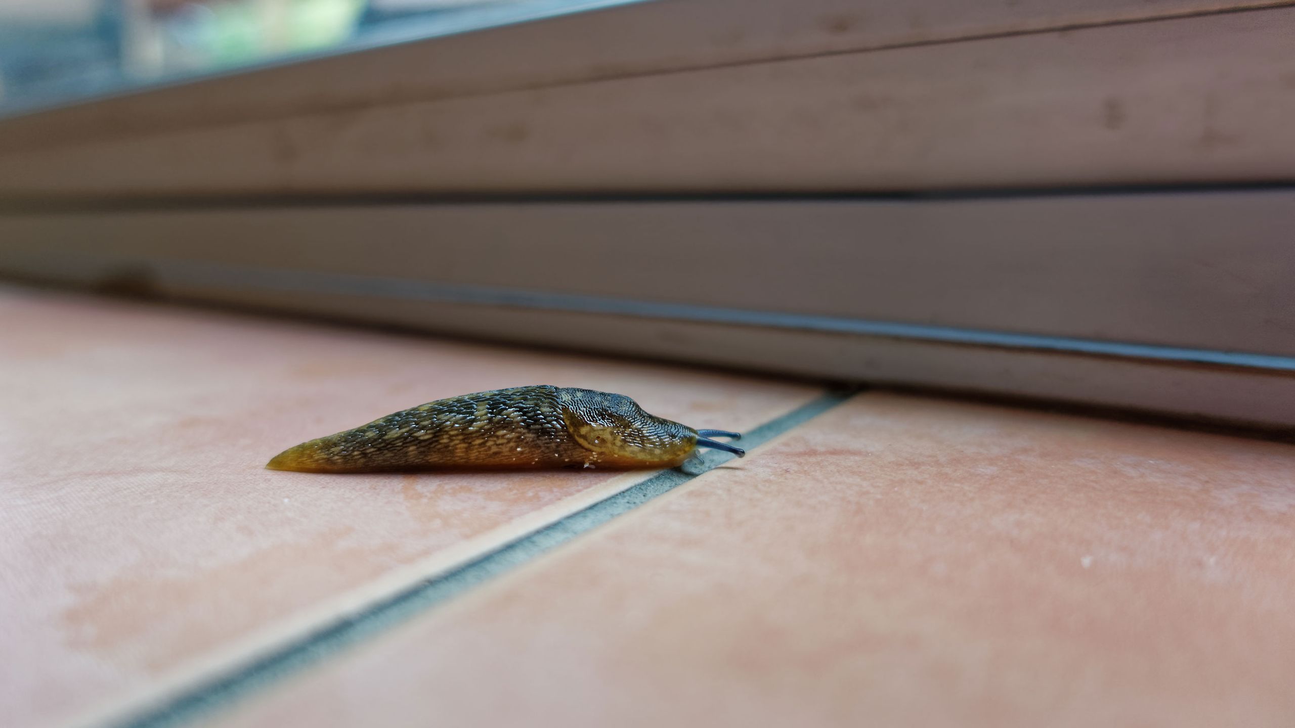 What is slug tape? And how to use it | Ideal Home