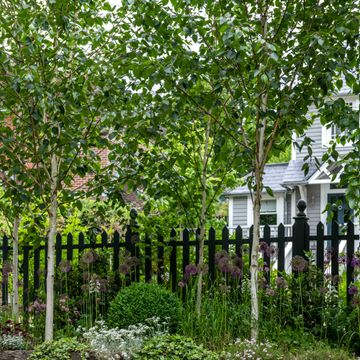 How to plant bare root trees according to experts | Ideal Home
