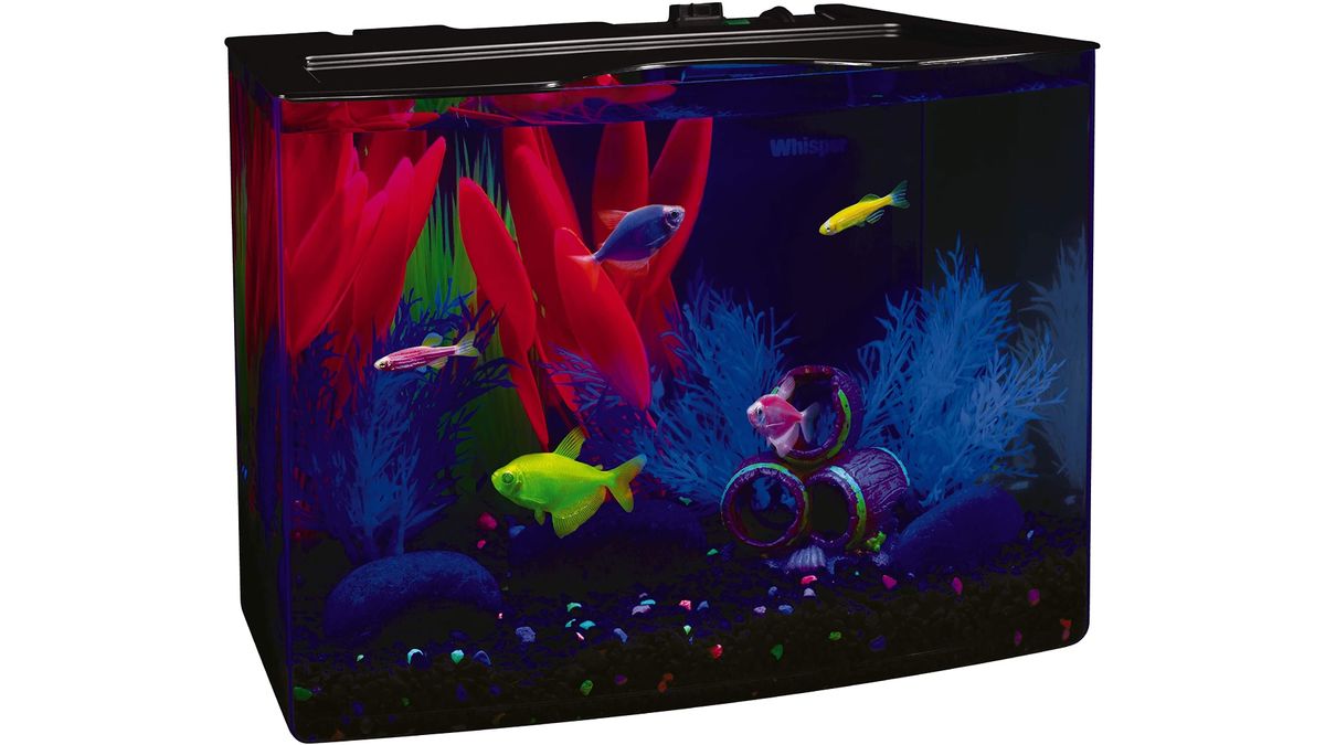 Best small fish tank: Petite pads for your tiny tribe | PetsRadar