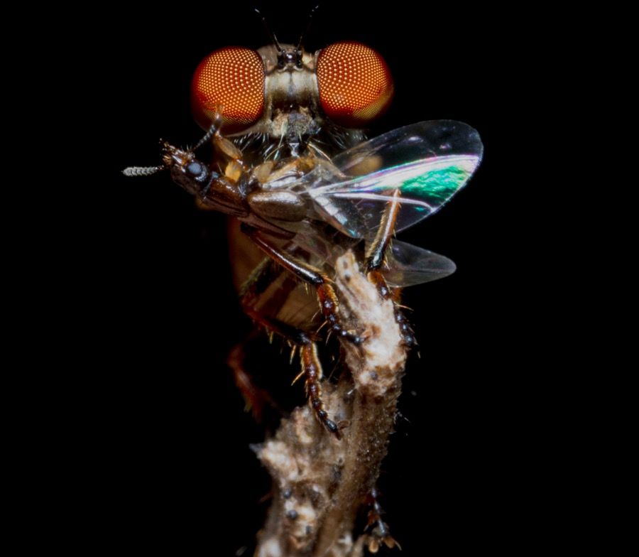 In Photos: Amazing Fly Eyes | Live Science