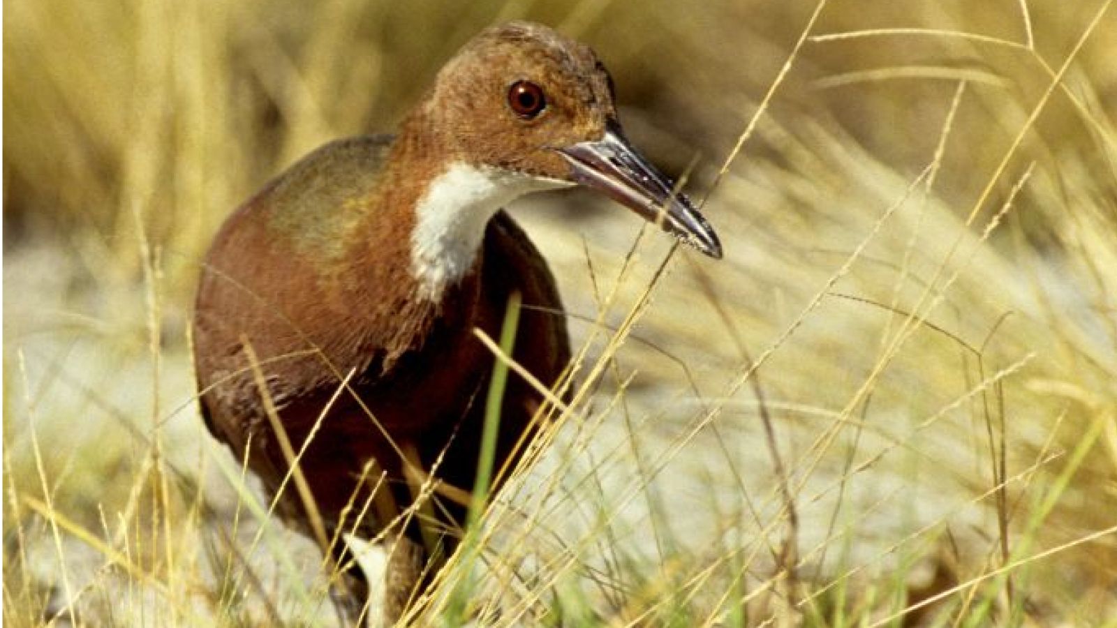 Aldabra rail: The bird that came back from the dead by evolving twice ...