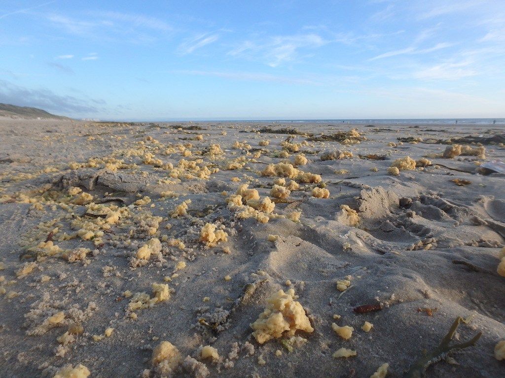 Photos: Weird Yellow Fluff Balls Wash Up on French Beaches: Page 2 ...