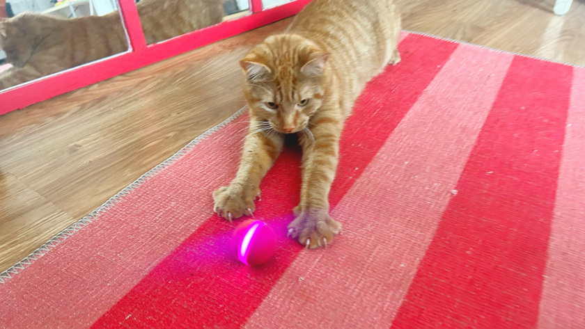 Cat Toys Coverage | PetsRadar