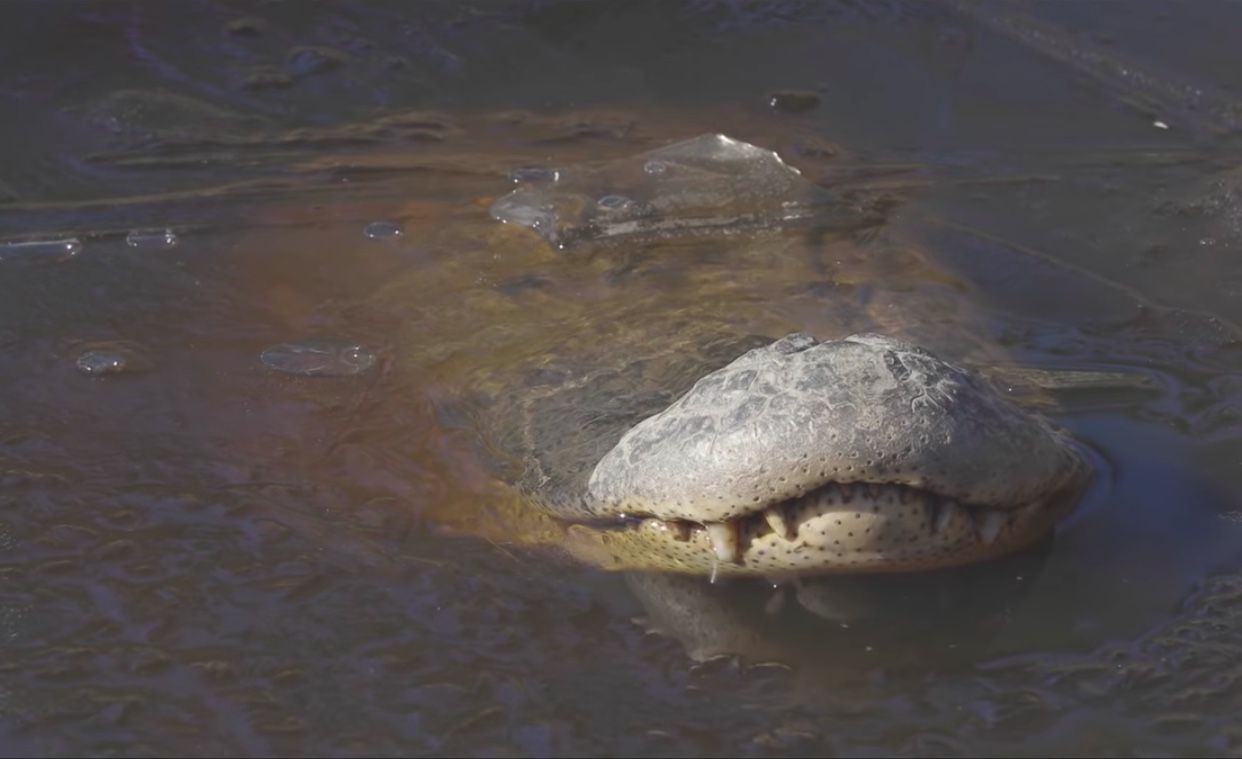 How Alligators Survive in a Frozen Pond: They 'Snorkel' | Live Science