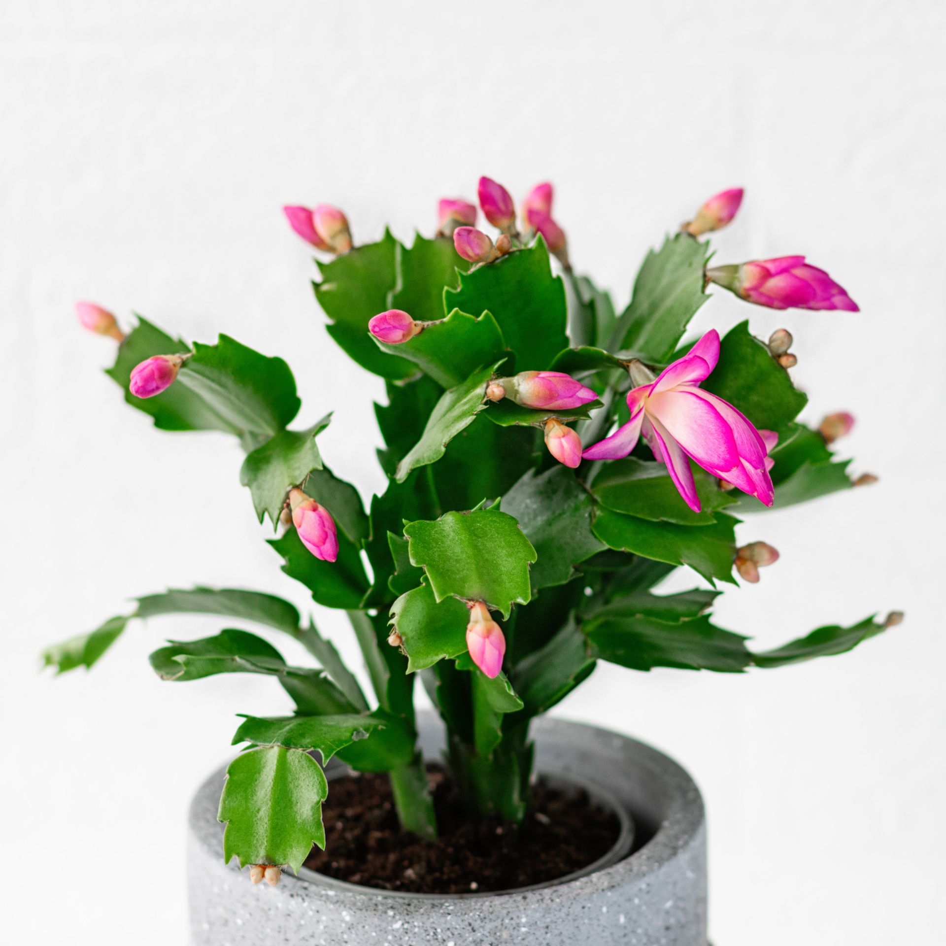 How to perk up a droopy Christmas cactus | Ideal Home