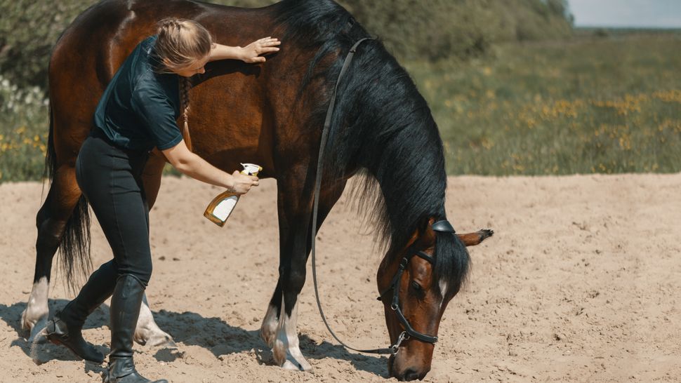 5 best fly sprays for horses, tested and approved by real owners ...
