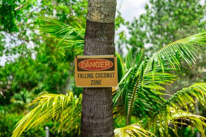 Curious Questions: How likely are you to be killed by a falling coconut ...