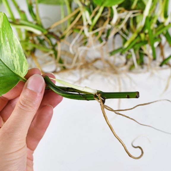 Pipevine Proves Problematic | Gardening Know How