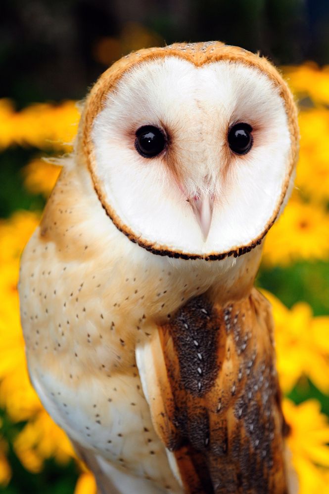Bad Omen or Wise Advisor? Evocative Owls Star in Photos | Live Science