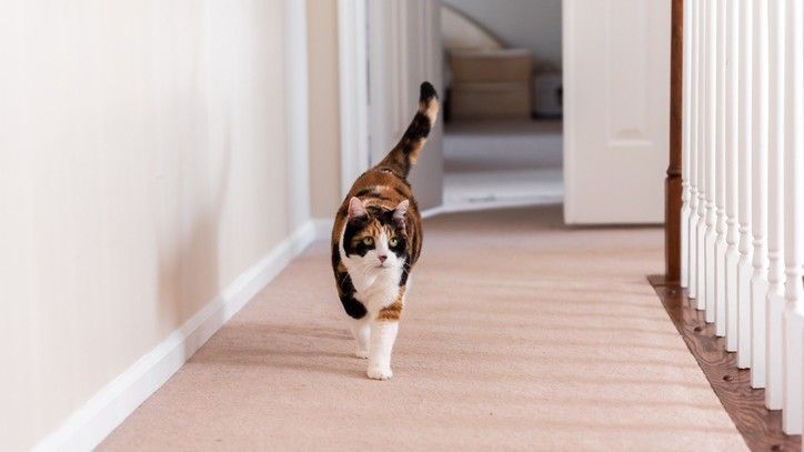 How to retrain a cat to use the litter box | PetsRadar