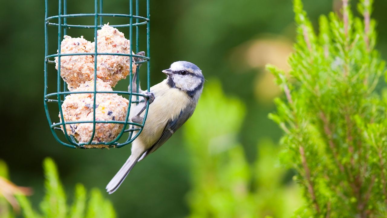 Bird Feeding Basics: Why And How To Attract Birdies To Feast ...