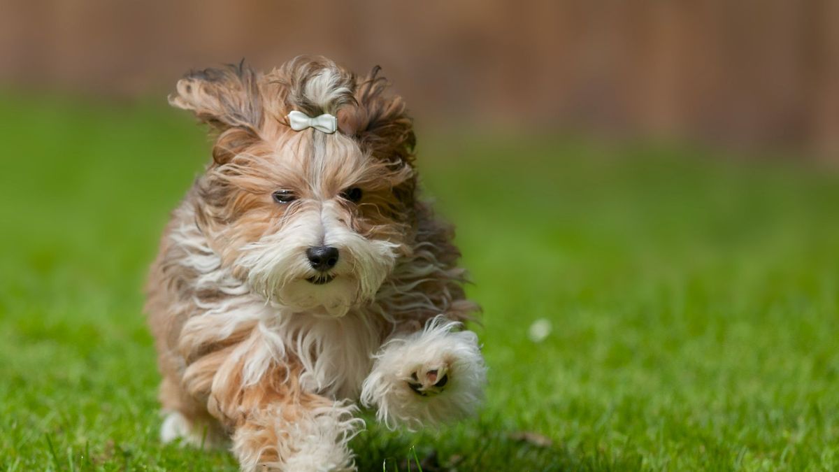 22 toy dog breeds | PetsRadar
