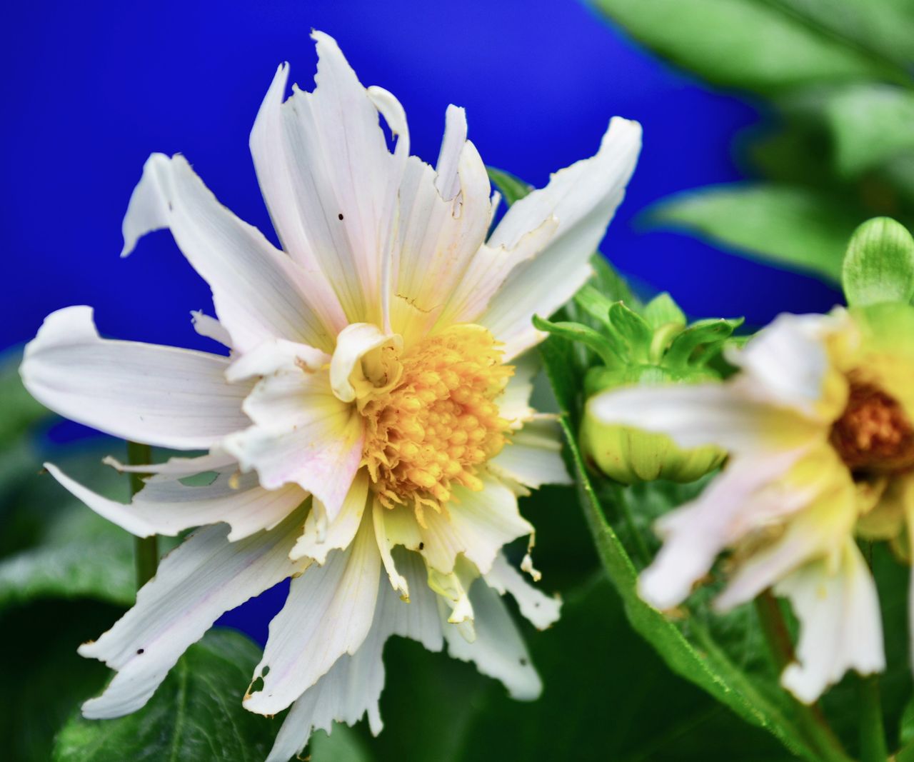 How to get rid of earwigs in your yard: Expert advice | Homes and Gardens