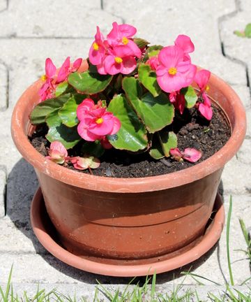 How to grow begonias in pots: 5 expert tips | Homes and Gardens