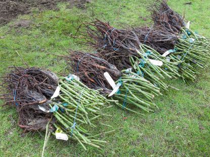 What are bare root plants and when should I plant them | Livingetc
