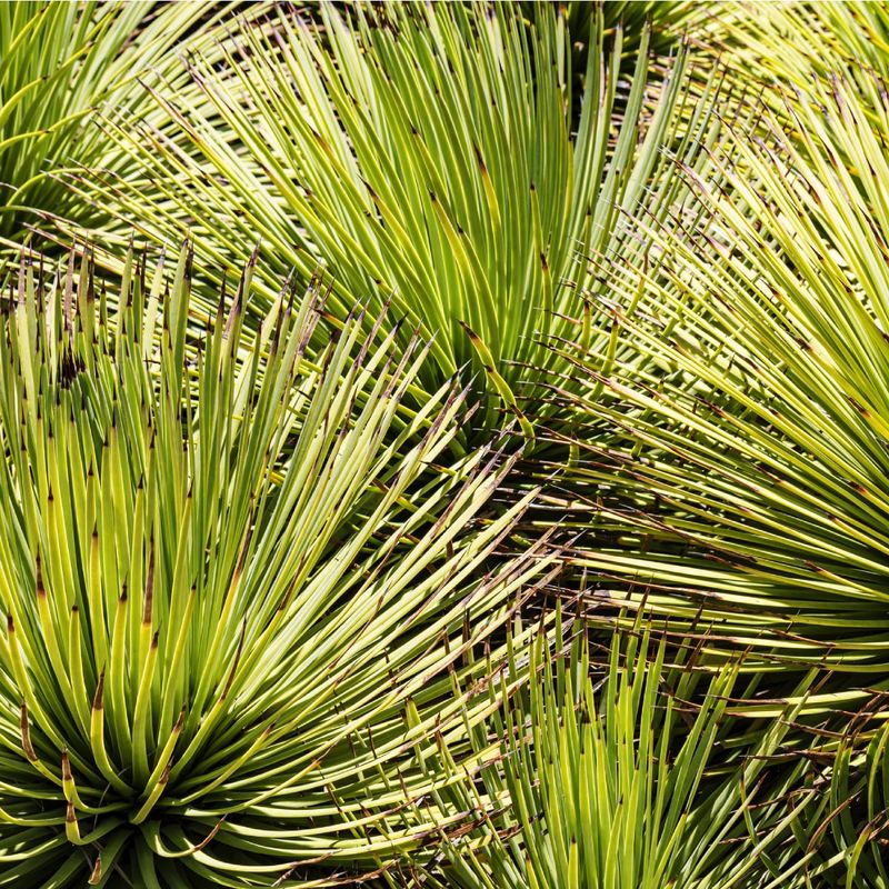 Tips & Information about Yucca | Gardening Know How