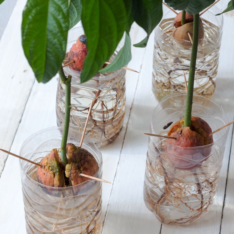 How to grow avocado from stone: a step-by-step guide | Ideal Home