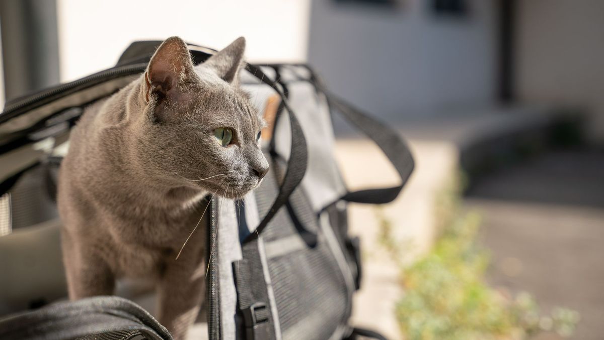 32 easiest cat breeds to train | PetsRadar