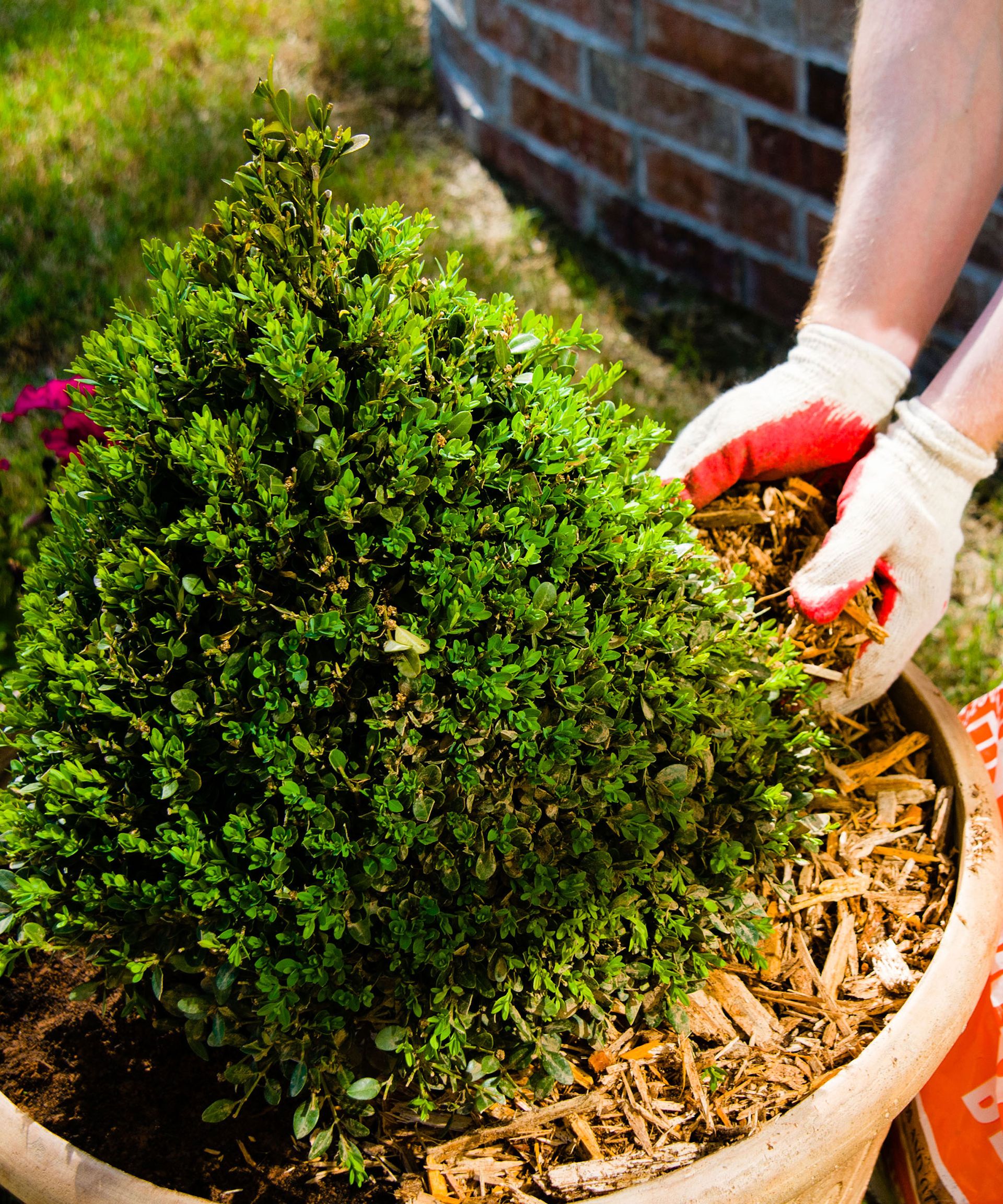 Landscaping with wood chips: 13 expert ways to use them | Gardeningetc