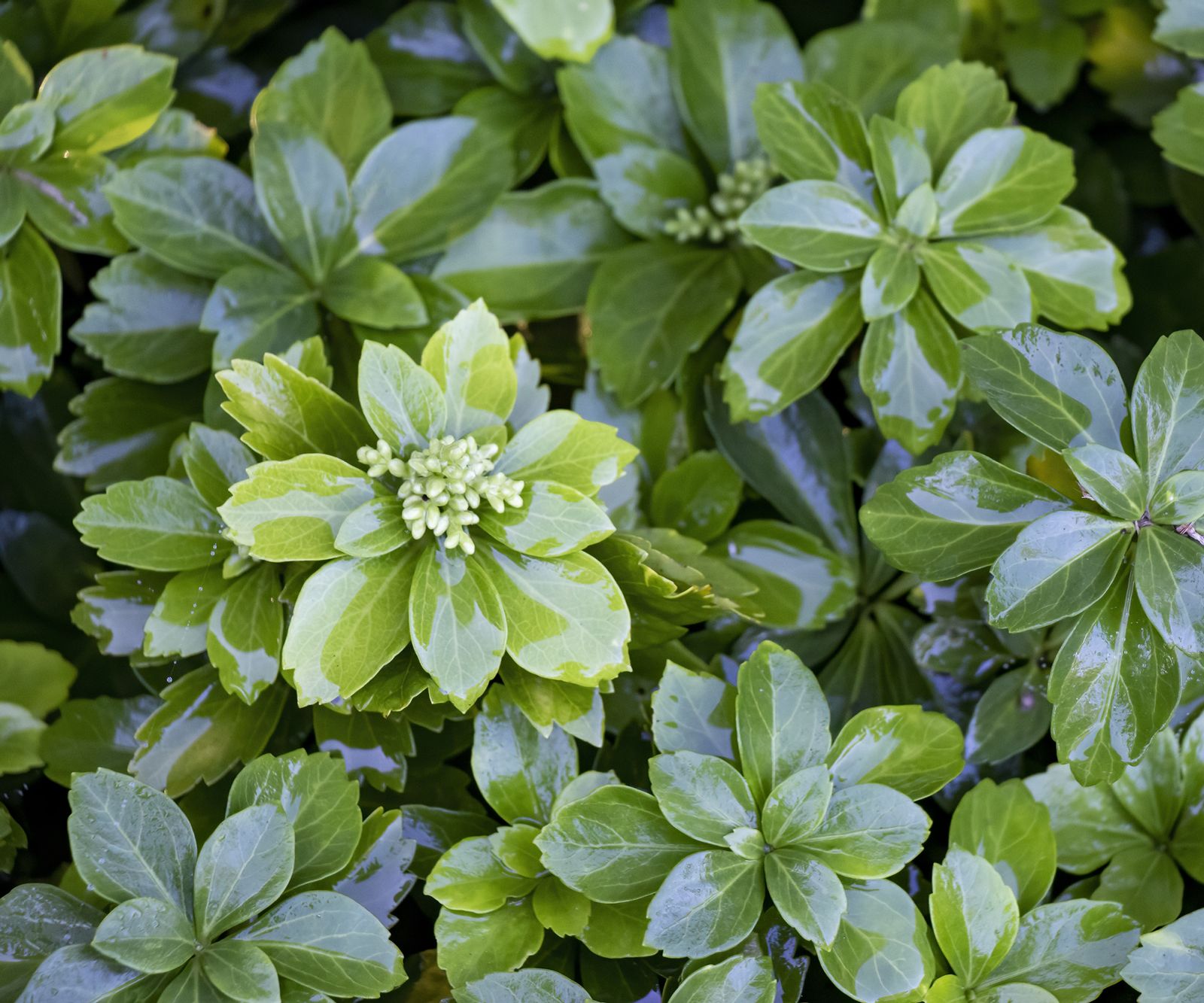 Best ground cover plants to prevent soil erosion | Homes and Gardens