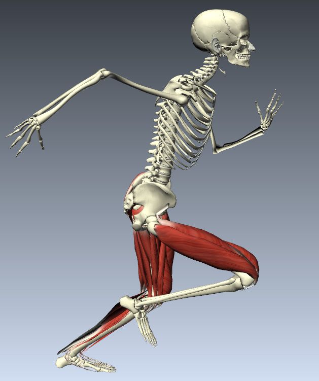 Gallery: The BioDigital Human | Live Science