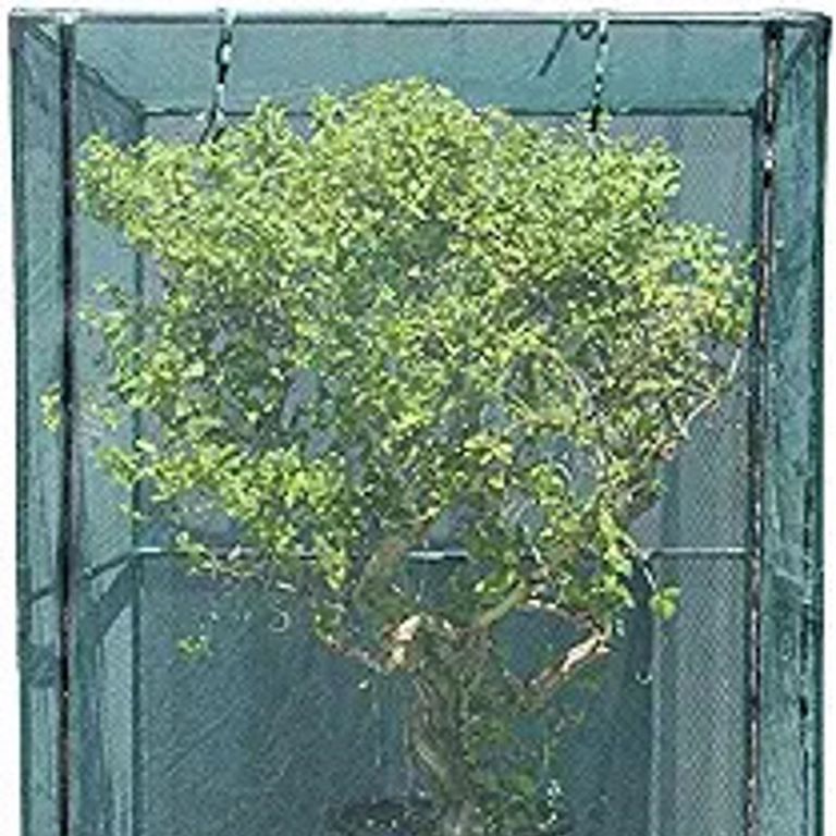 How to repel cicadas and keep your plants safe | Homes and Gardens