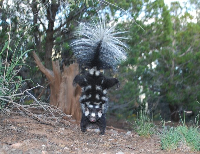 Ancient Climate Change Affected Skunks' DNA | Live Science