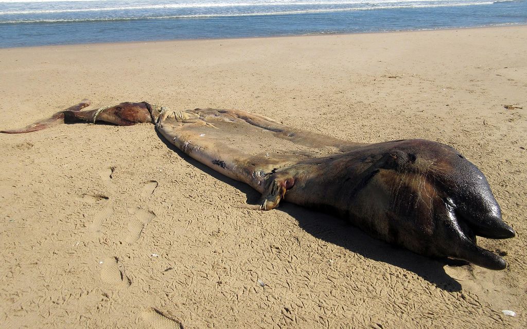 Corpse of Mysterious Sea Creature Washes Ashore in Namibia | Live Science