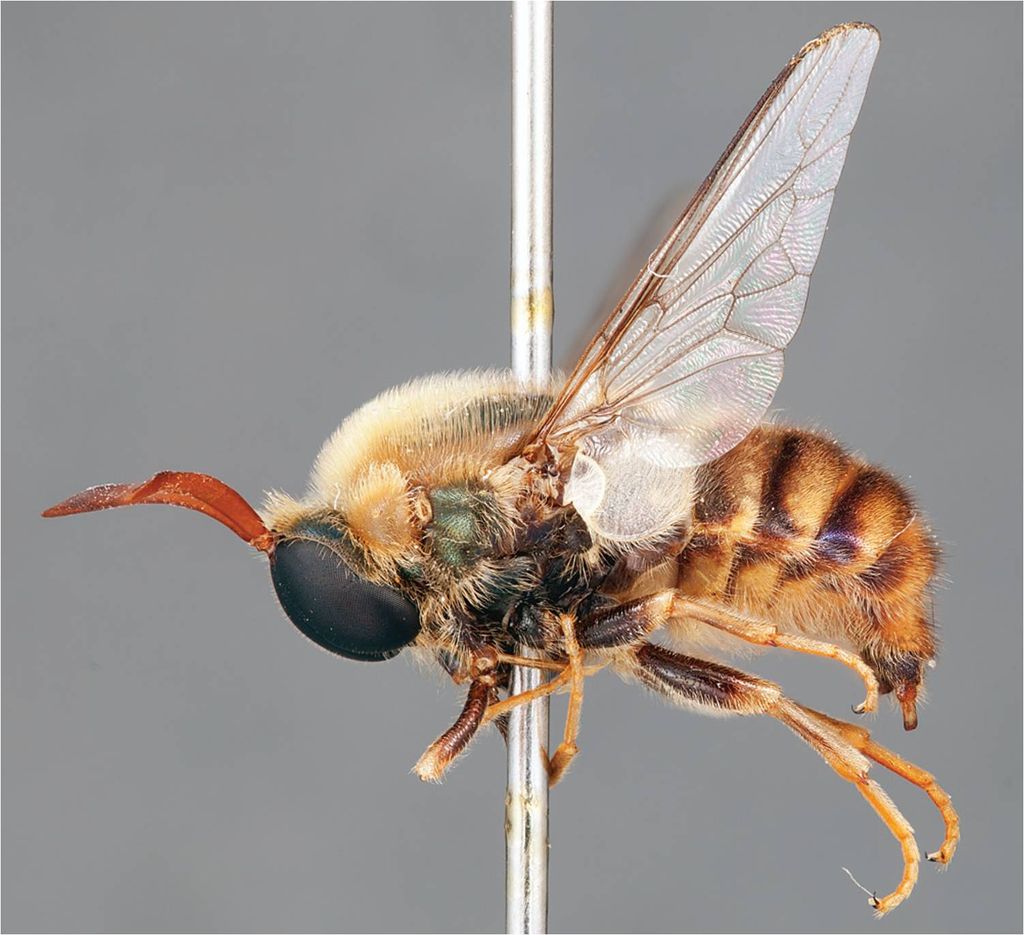 Images of Spider Flies | Parasitic Insects | Spider Parasites: Page 2 ...