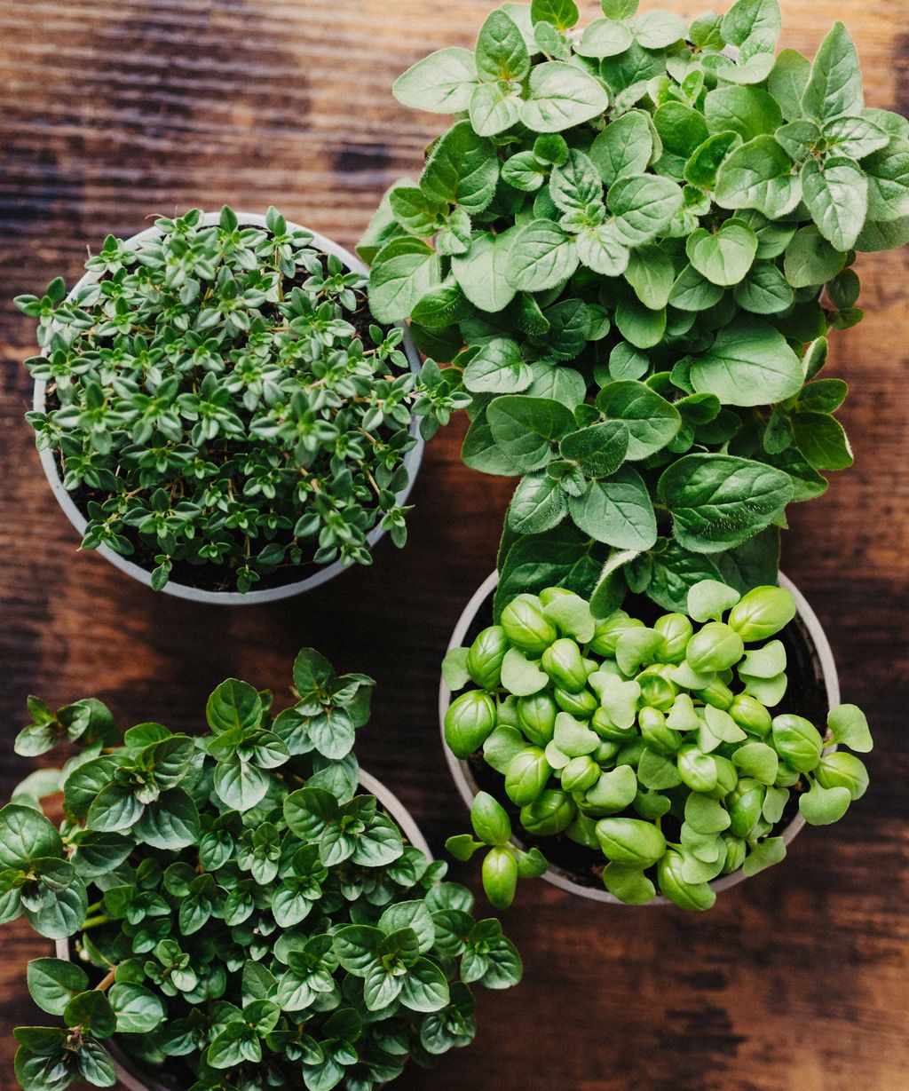 How to keep store-bought herbs alive indoors: 5 tips | Homes and Gardens