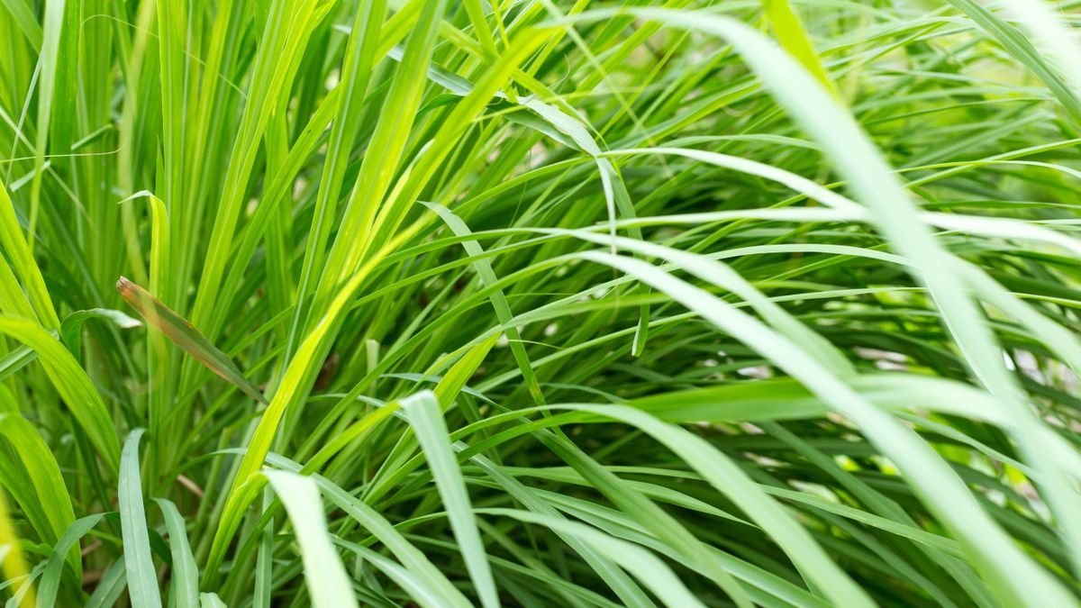 7 plants that will keep wasps out of your yard | Tom's Guide