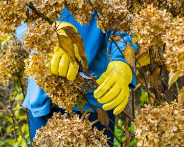When to prune hydrangeas? For a healthy and well-maintained plant ...