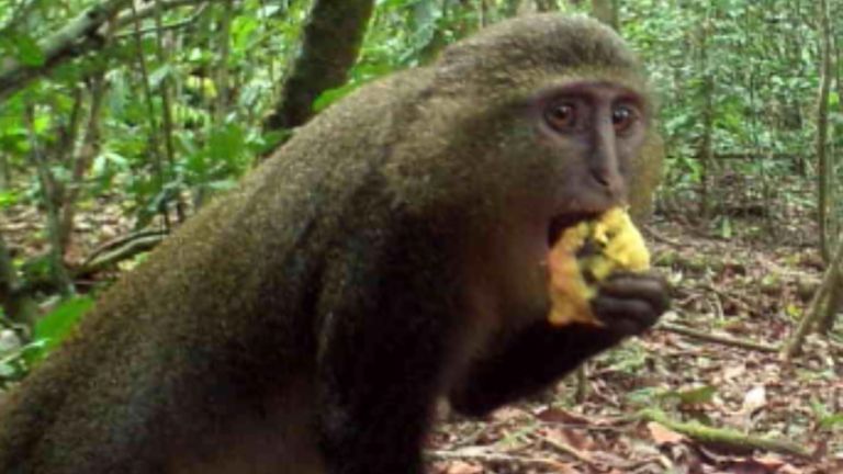 Camera traps prove essential in discovering brand new species of monkey ...